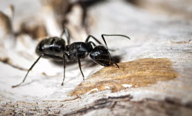 Què significa somiar amb formigues gegants