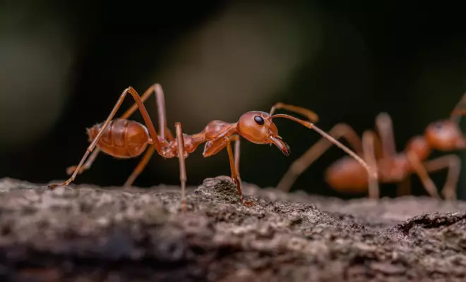 Meaning of dreaming of red ants