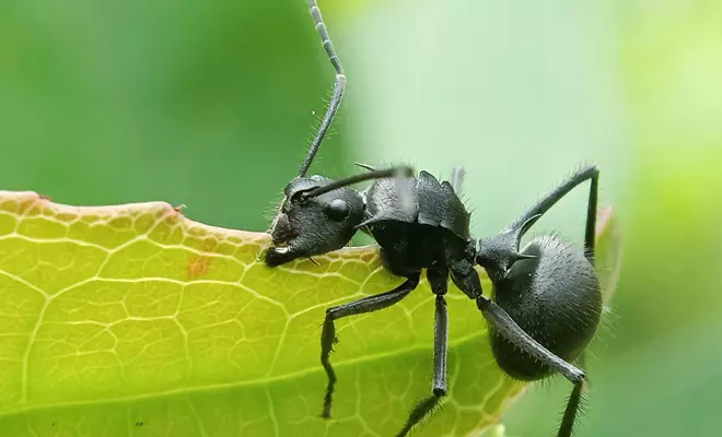 Kuptimi i ëndërrimit të milingonave që janë të zeza