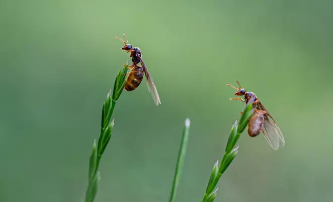 The meaning of dreaming of flying ants