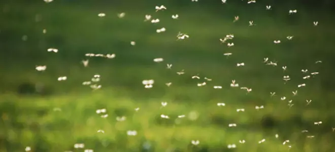 Betydelsen av att drömma om myggor