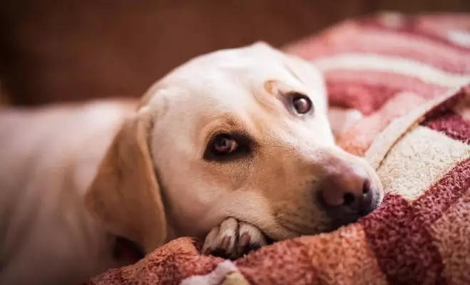 Hva betyr det å drømme at hunden din dør?