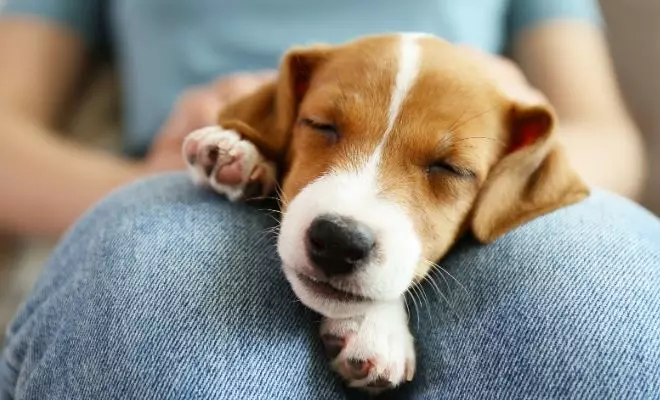 Hva betyr det å drømme om små hunder eller valper