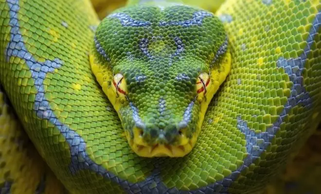 Que signifie rêver de serpents au lit