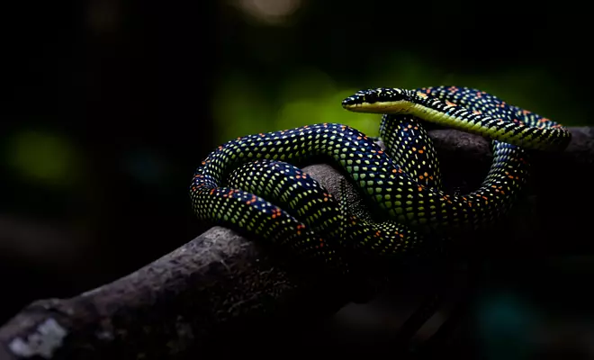 ಬಣ್ಣದ ಹಾವುಗಳ ಕನಸುಗಳ ಅರ್ಥ