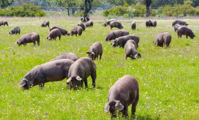 Wat betekent dromen over zwarte varkens