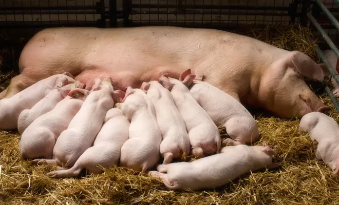 Wat is de betekenis van dromen van varkens en hun baby's?