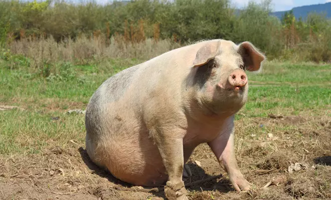 큰 돼지 꿈은 무엇을 의미합니까?
