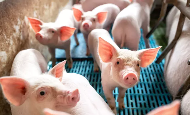 Wat betekent dromen over kleine varkens