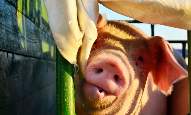 Šta znači sanjati da vas svinje napadaju ili grizu?