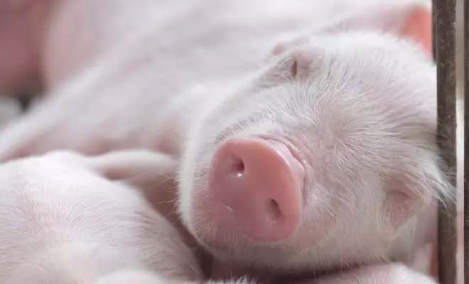 Bedeutung von toten Schweinen träumen oder Schweine töten