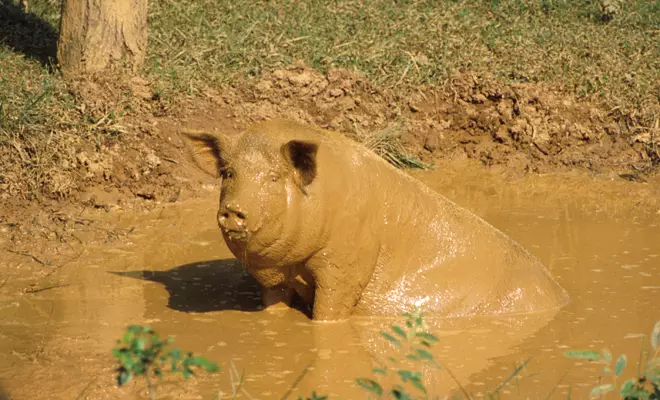 진흙탕이나 돼지우리에 있는 돼지 꿈은 무엇을 의미합니까?