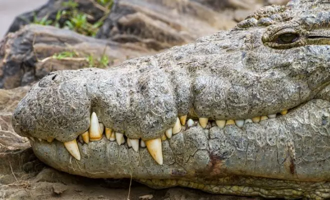 Нигә сез үлгән крокодиллар турында хыялланасыз
