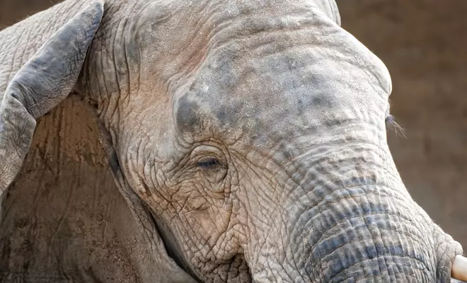 What does it mean to dream of dead elephants?