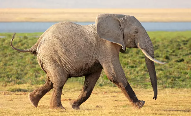 Dreaming of an elephant that chases you or attacks you: what is its interpretation?