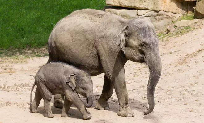 Τι σημαίνει να ονειρεύεστε μικρούς ελέφαντες ή ελεφαντάκια
