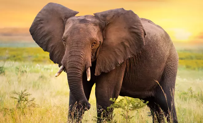 خواب میں بڑا ہاتھی دیکھنے کی تعبیر