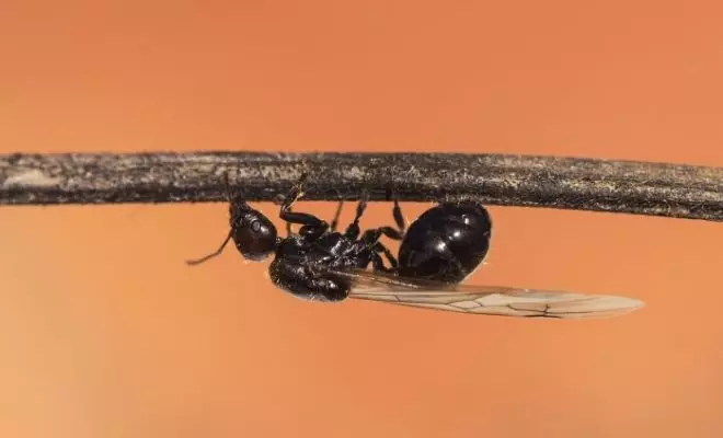 उड़ने वाली चींटियों का सपना देखना: अर्थ