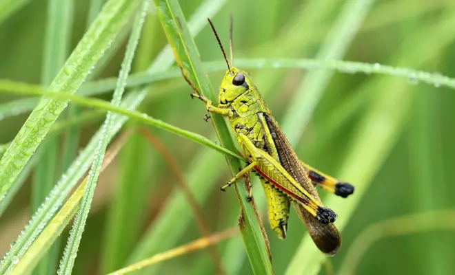 Xi jfisser li toħlom bil-grasshoppers
