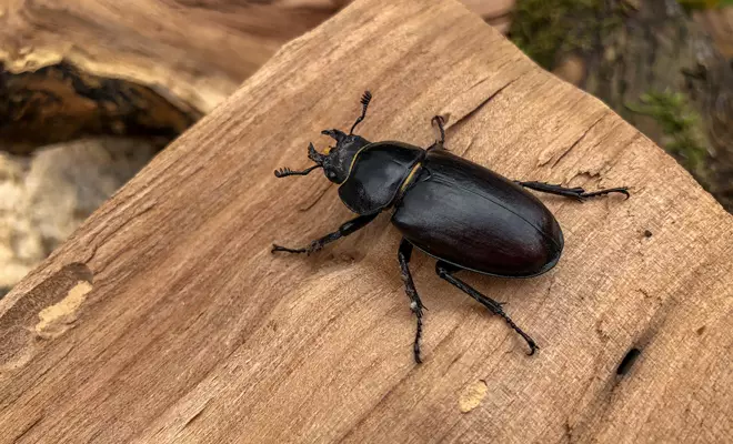 Memimpikan kumbang: mimpi pelindung