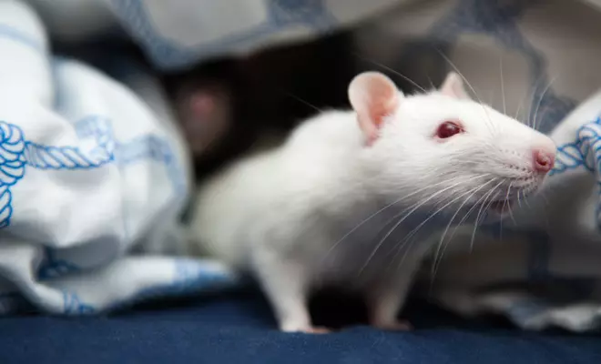 Die Bedeutung, von einer Ratte im Bett zu träumen