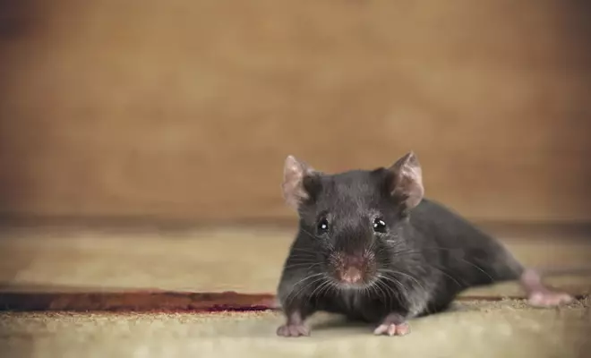 Sapnuoti pilkas peles: venkite liūdesio