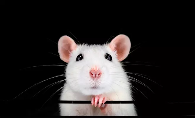Arti bermimpi tikus putih