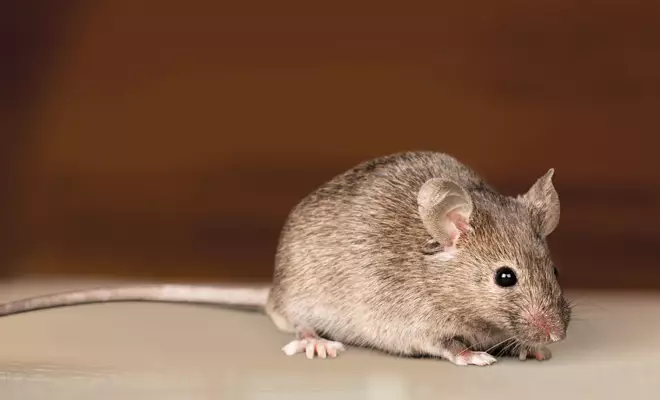 Die betekenis van droom van 'n groot muis: probleme groei
