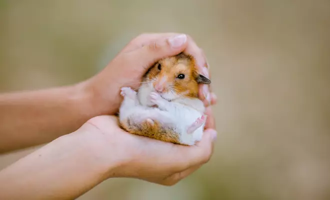 The meaning of dreaming of hamster