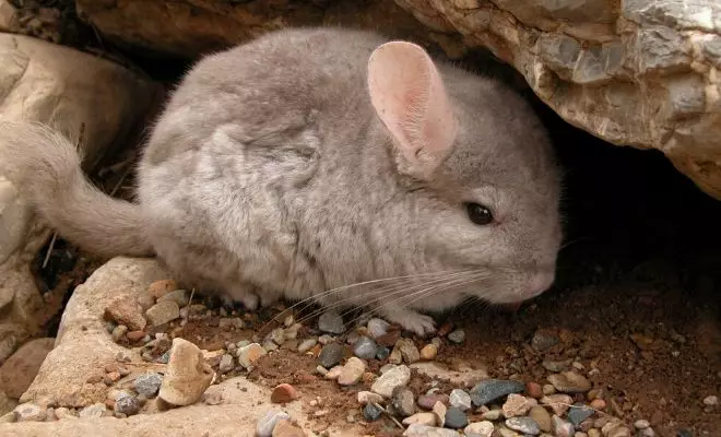 The meaning of dreaming of chinchillas