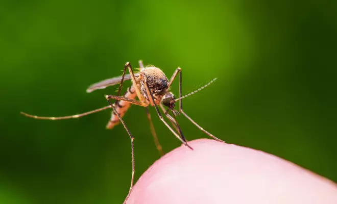 Cây thuốc trị côn trùng cắn có tác dụng kỳ diệu