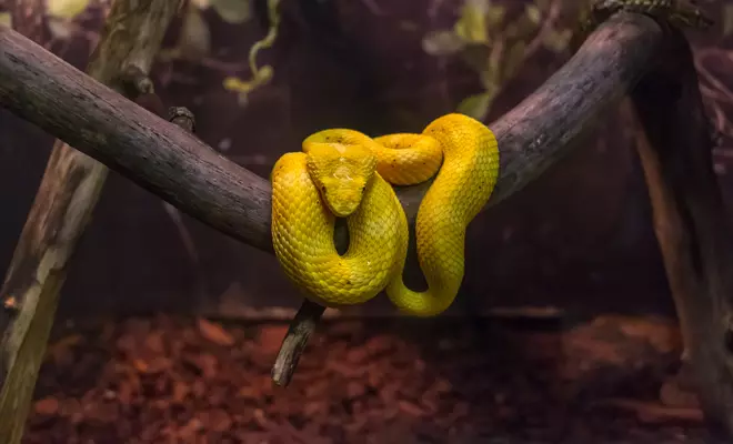 Drömmer om ormar och deras relation med din partner