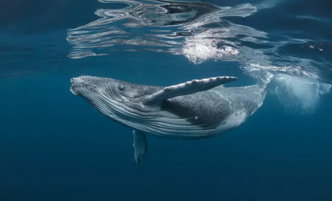 夢見鯨魚的解釋
