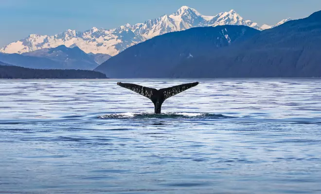 Што значи да се сонува китови?