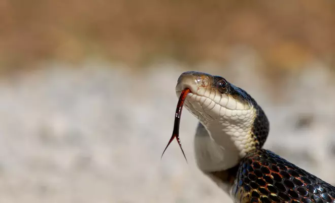 Έννοια και ερμηνεία του να ονειρεύεσαι αόρατα φίδια