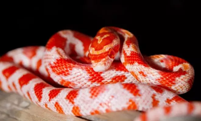Que interpretación ten soñar con serpes vermellas?