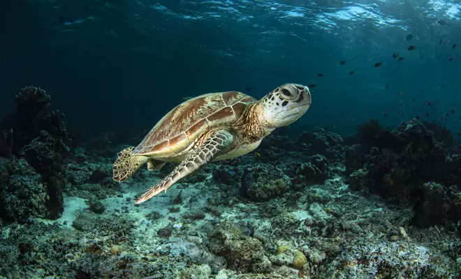 Откривачкото значење на сонот за морски желки