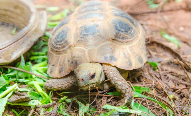Memimpikan kura-kura darat: kamu punya banyak waktu