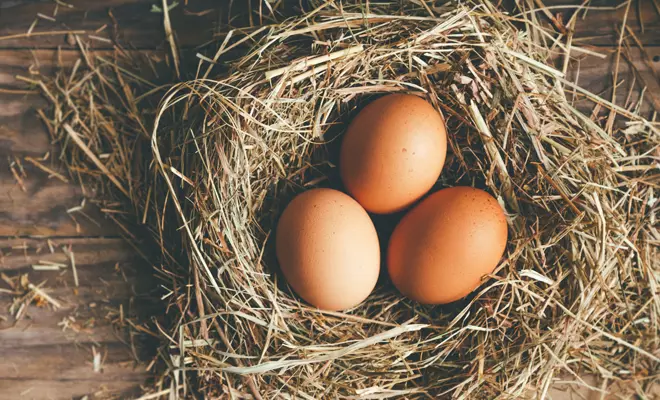 Hvad betyder det at drømme om æg i en rede