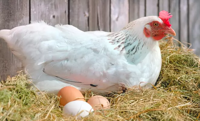 Droominterpretatie van kippeneieren