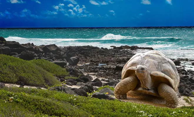 Sanjati kornjače koje grizu: vaša slika ispred drugih