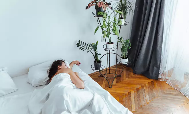 Er det virkelig skadeligt at sove med planter ved siden af?