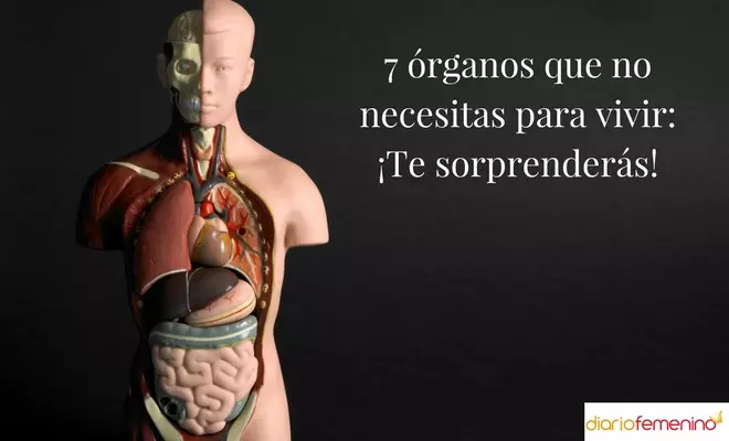 7 органов, которые вам не нужны для жизни: вы будете удивлены!