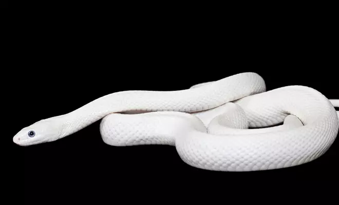 Mitä tarkoittaa unelmoida valkoisista käärmeistä