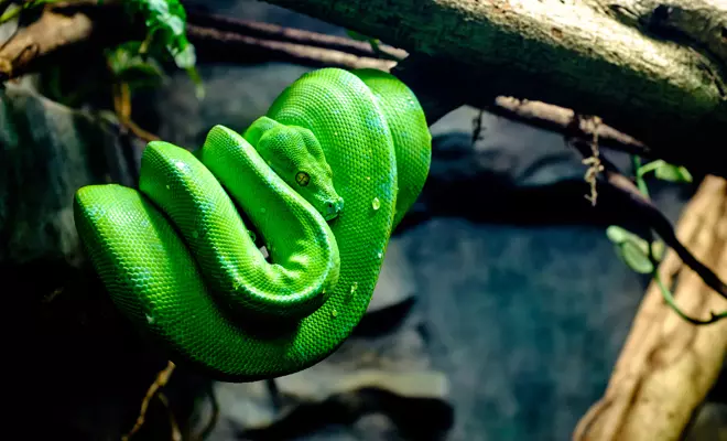 Il vero significato di sognare serpenti verdi