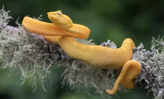 Bedeutung des Träumens von gelben Schlangen: Untreue, Gefahr ...
