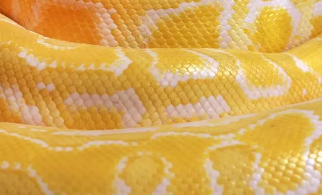 Keltaiset käärmeet unissa: positiiviset ja negatiiviset tulkinnat