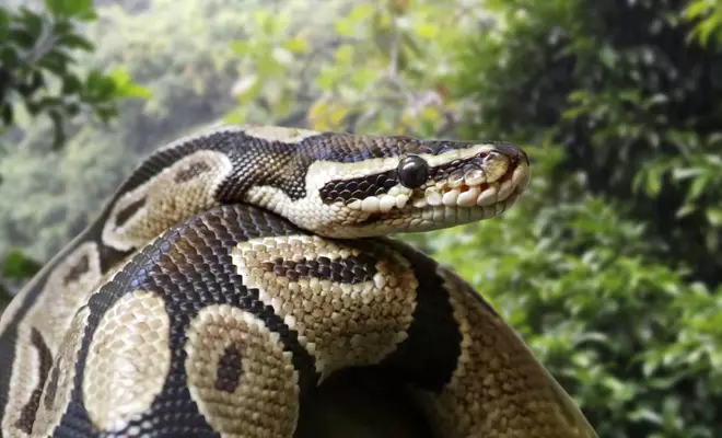 Drömmer om stora eller gigantiska ormar: vad betyder det