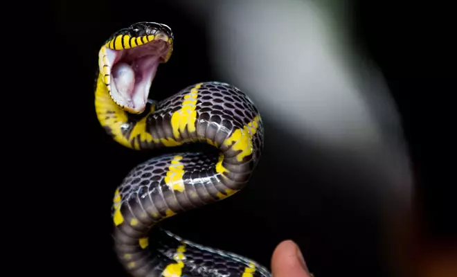Rüyada iki başlı yılan görmek: doğal gücünüz