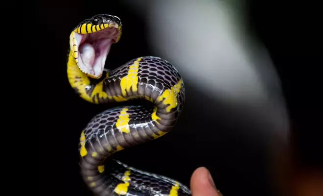 The most frequent dreams with a snake bite and their interpretations